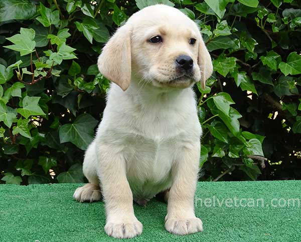 Cachorros disponibles : CACHORRO MACHO COLOR AMARILLO