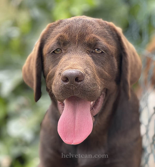 Cachorros disponibles : CACHORRO MACHO COLOR CHOCOLATE